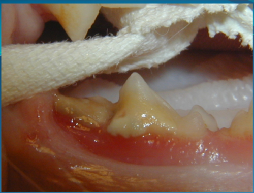 What is Stomatitis in Cats? | The Vet Dentists