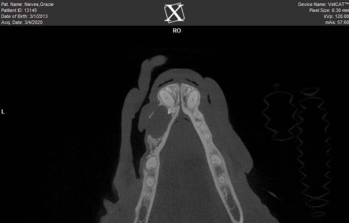 A COHAT is More Than a Pet Dental Cleaning | TheVetDentists